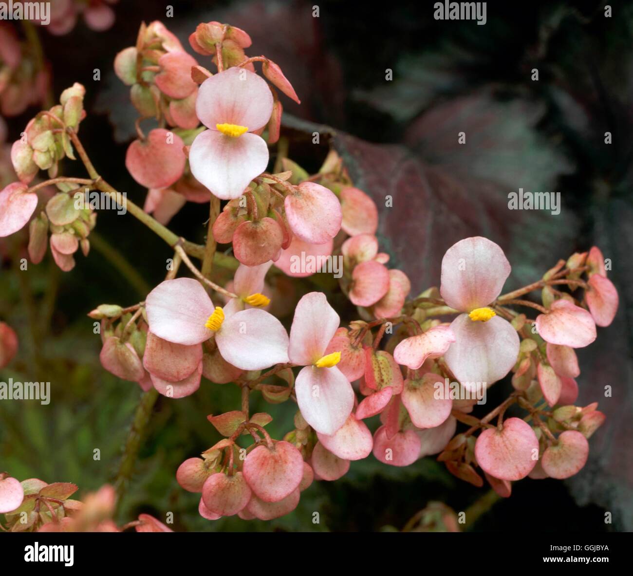 Begonia photos hi-res stock photography and images - Alamy