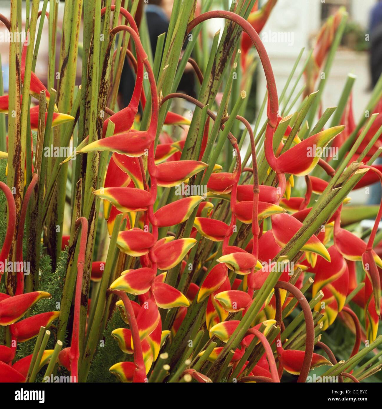 Heliconia hi-res stock photography and images - Alamy