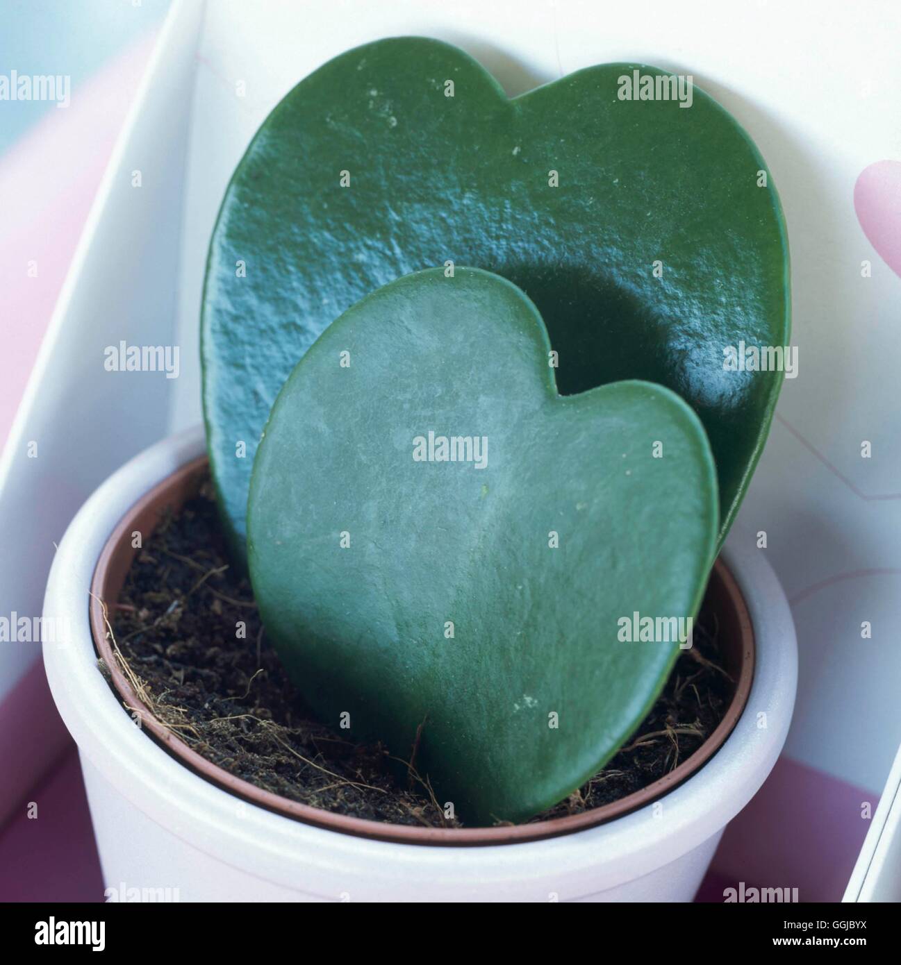 Hoya kerrii sweetheart hi-res stock photography and images - Alamy