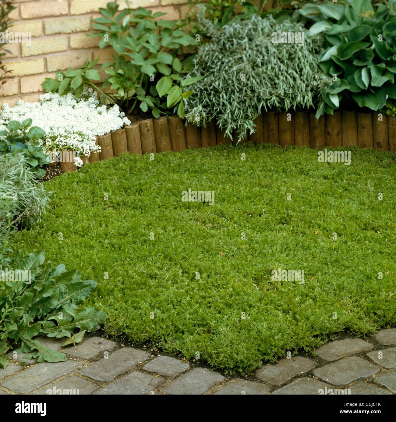 Lawn - of Chamomile LAW008910 Stock Photo - Alamy