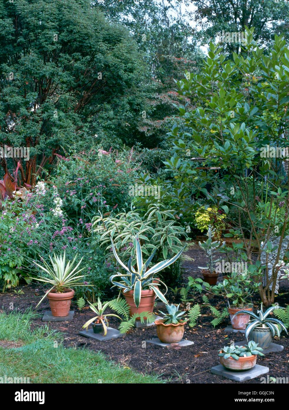 Mediterranean Style Garden - with tender plants in pots so that they ...