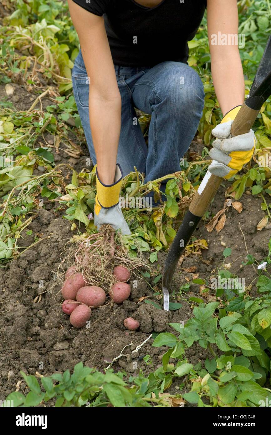 Lifting- Potato 'Duke of York' MGH200043 Stock Photo - Alamy