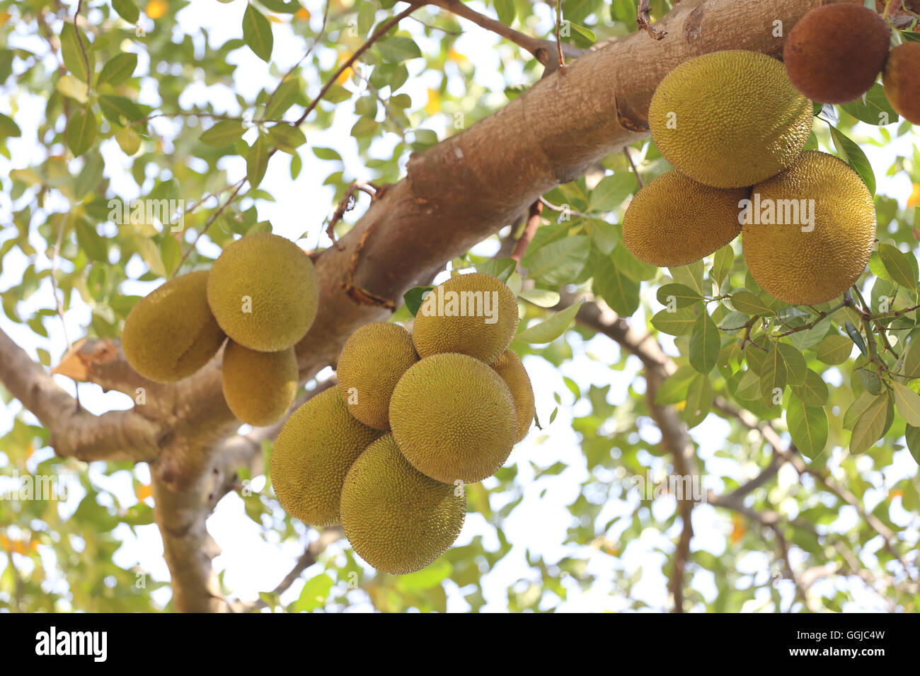 Jackfruit on tree in the garden fruit Stock Photo - Alamy