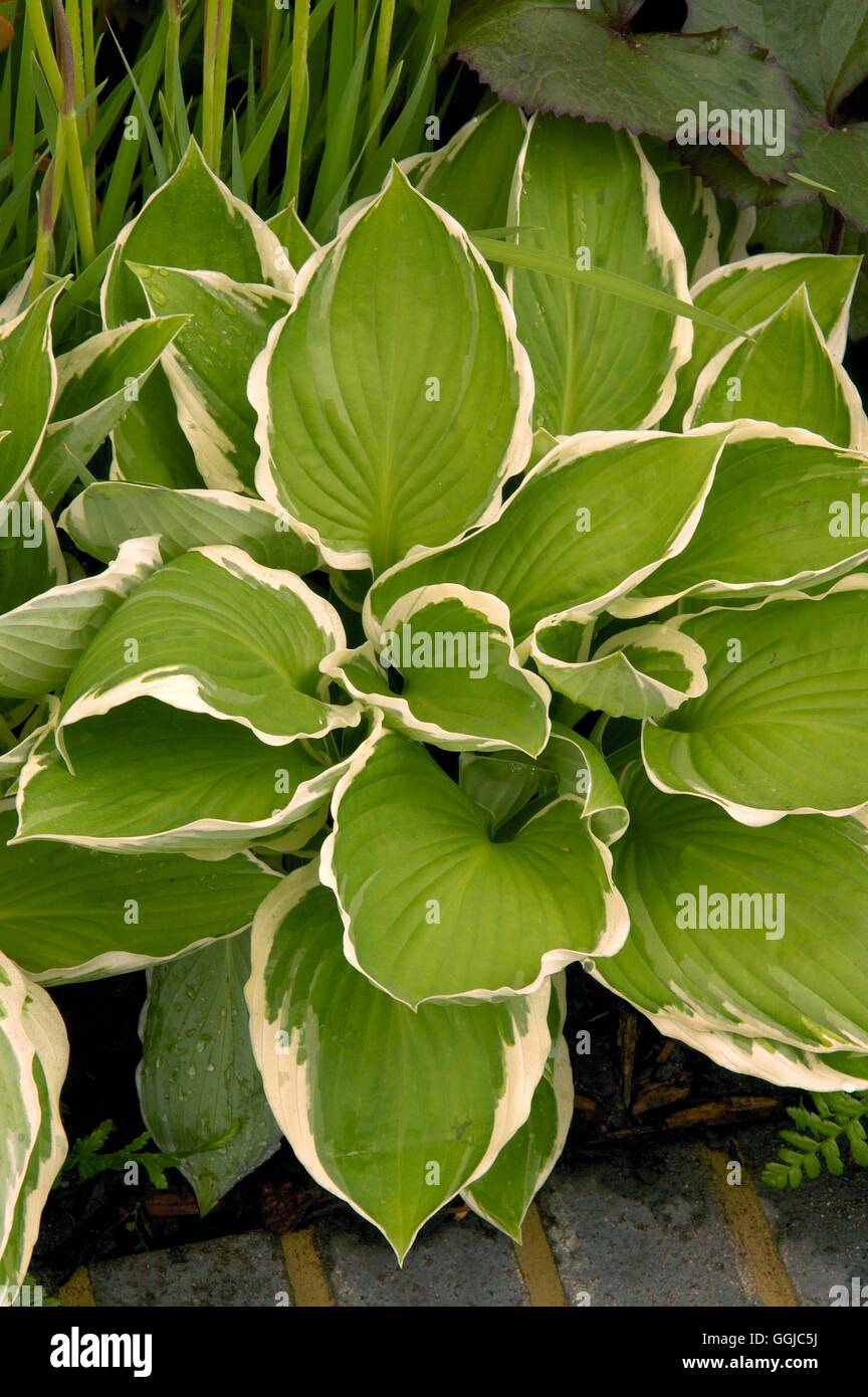 Hosta fortunei variegated foliage francee agm 250053 250053 hi-res ...