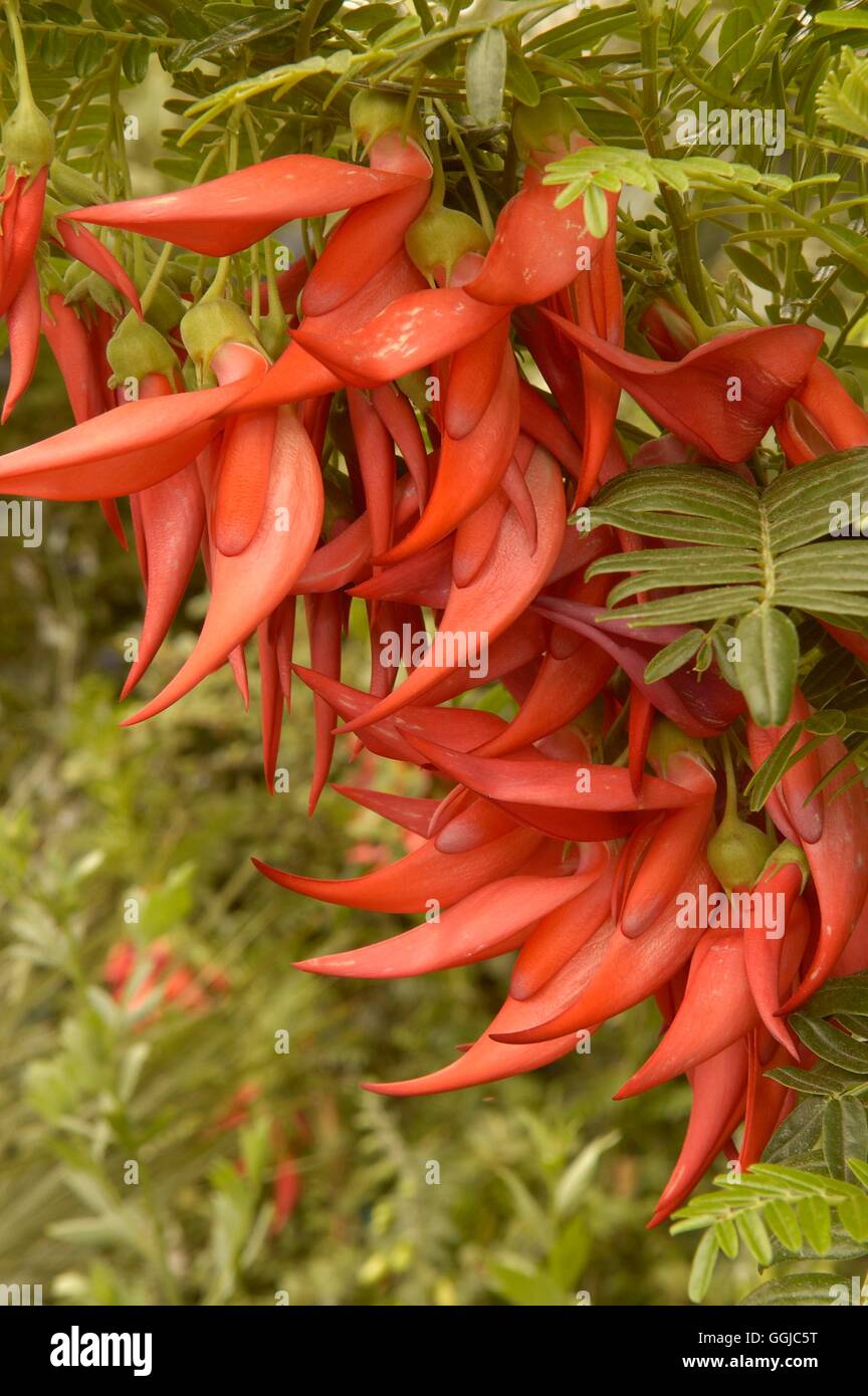 Clianthus puniceus AGM MIW250059 Stock Photo - Alamy