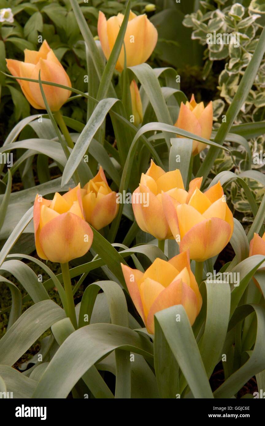Tulipa linifolia ‘bright gem’ hi-res stock photography and images - Alamy