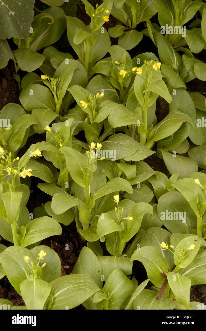 Brassica rapa photos hi-res stock photography and images - Alamy