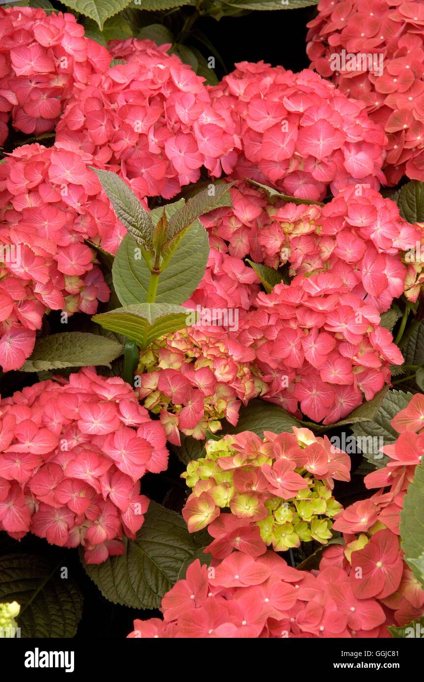Hydrangea macrophylla- 'Selina' MIW250108 Stock Photo - Alamy