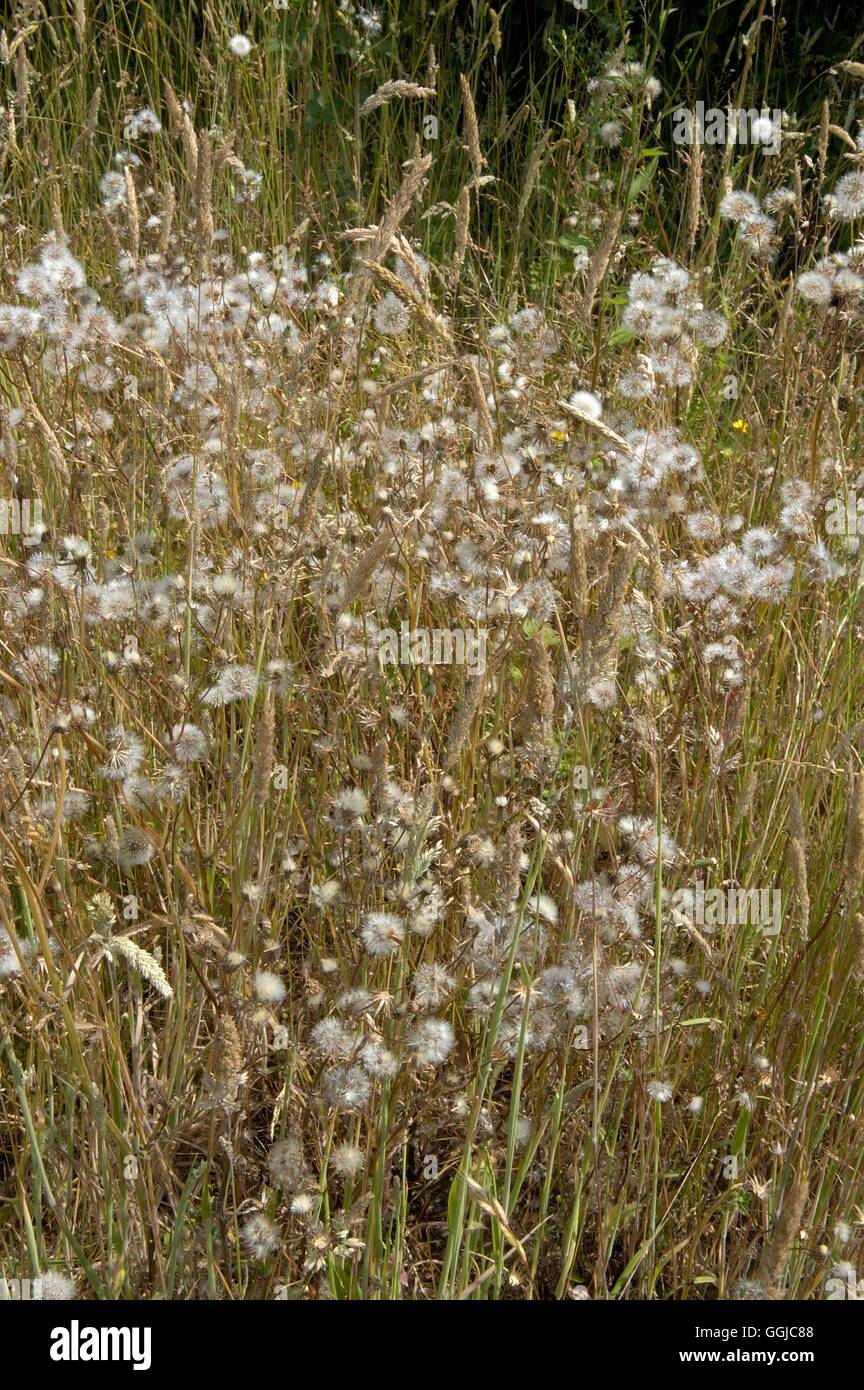 Wild Flowers- - Weed Seed Heads MIW250118 Stock Photo - Alamy