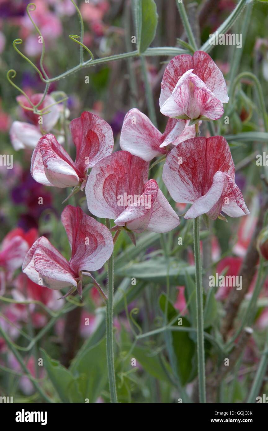 Queen pea hi-res stock photography and images - Alamy