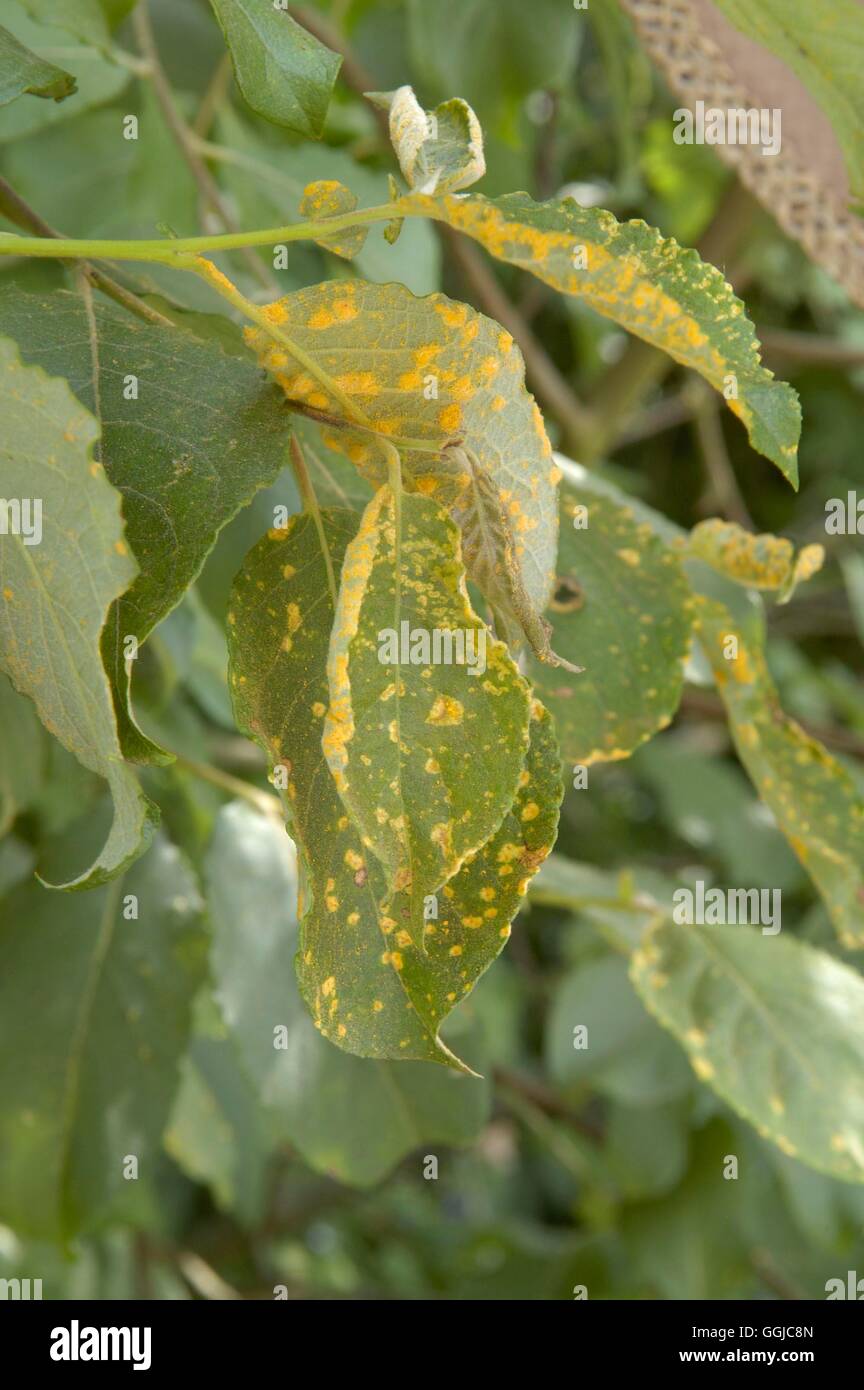 Salix willow hi-res stock photography and images - Alamy