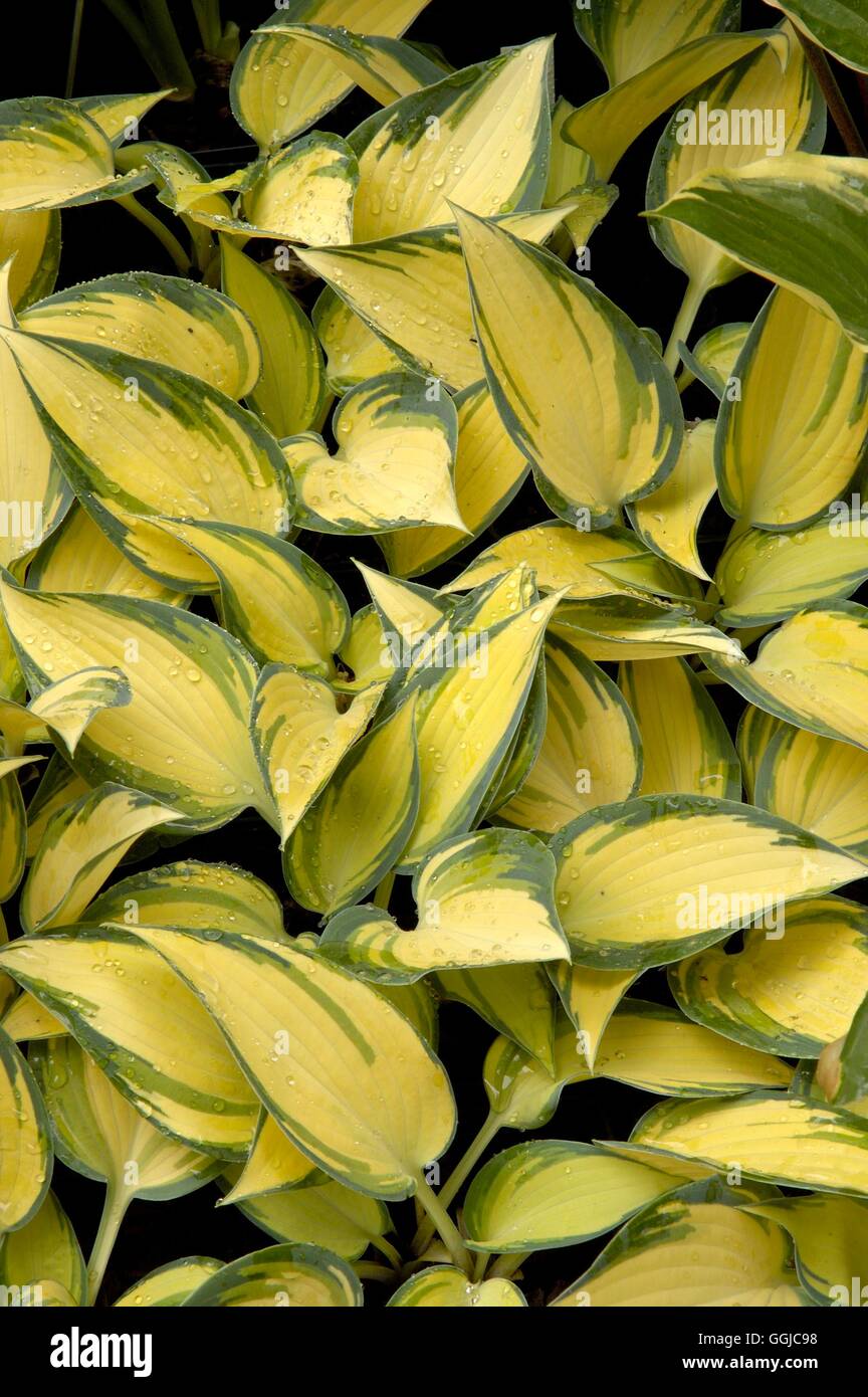 Rememberme hi-res stock photography and images - Alamy