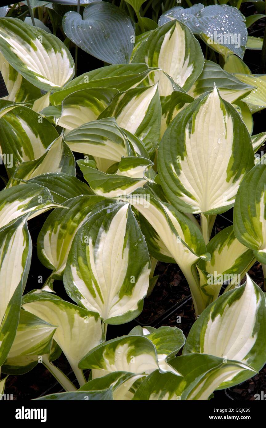 Hosta fire and ice hi-res stock photography and images - Alamy