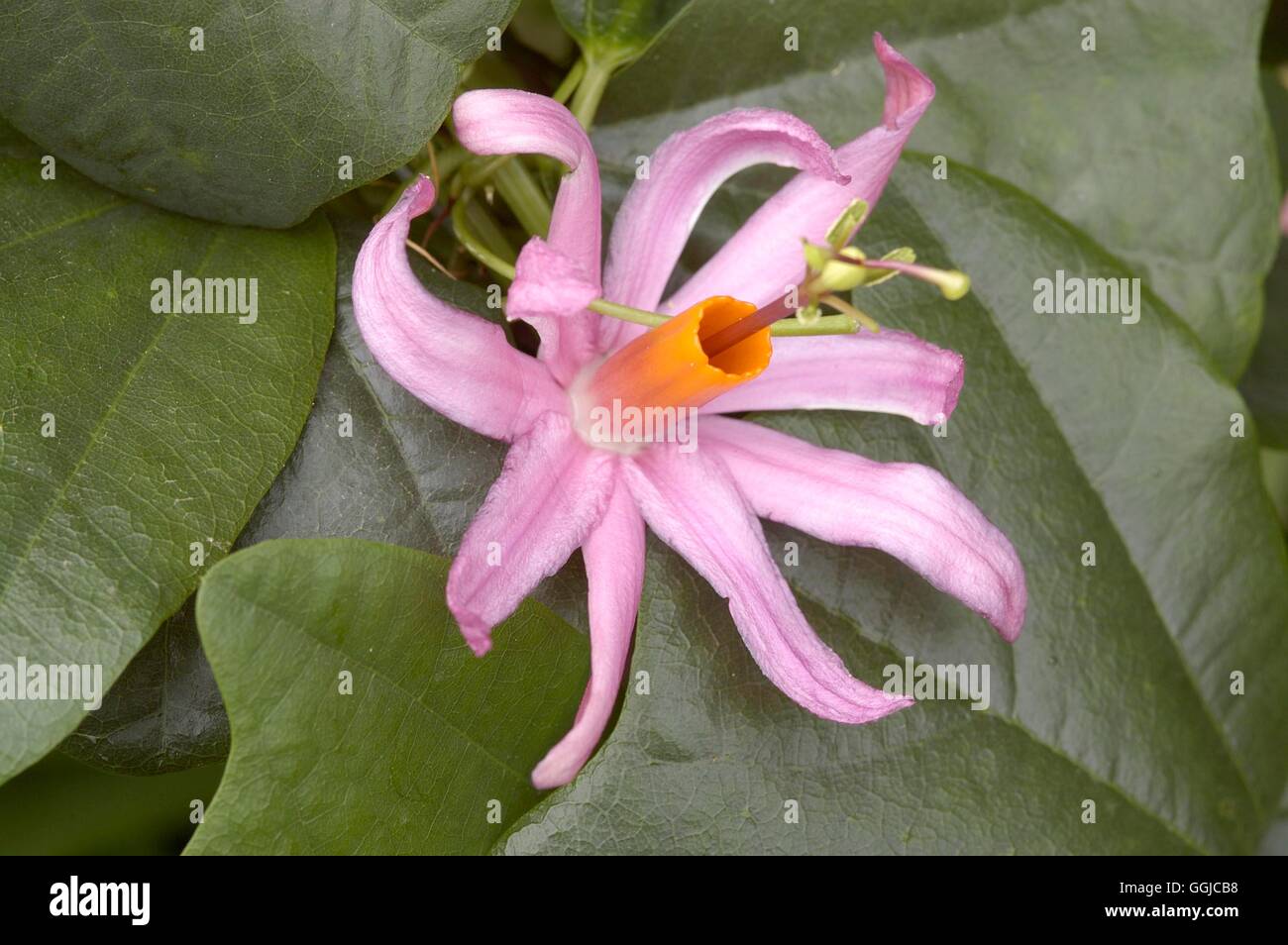 Passiflora tulea MIW250183 Stock Photo - Alamy