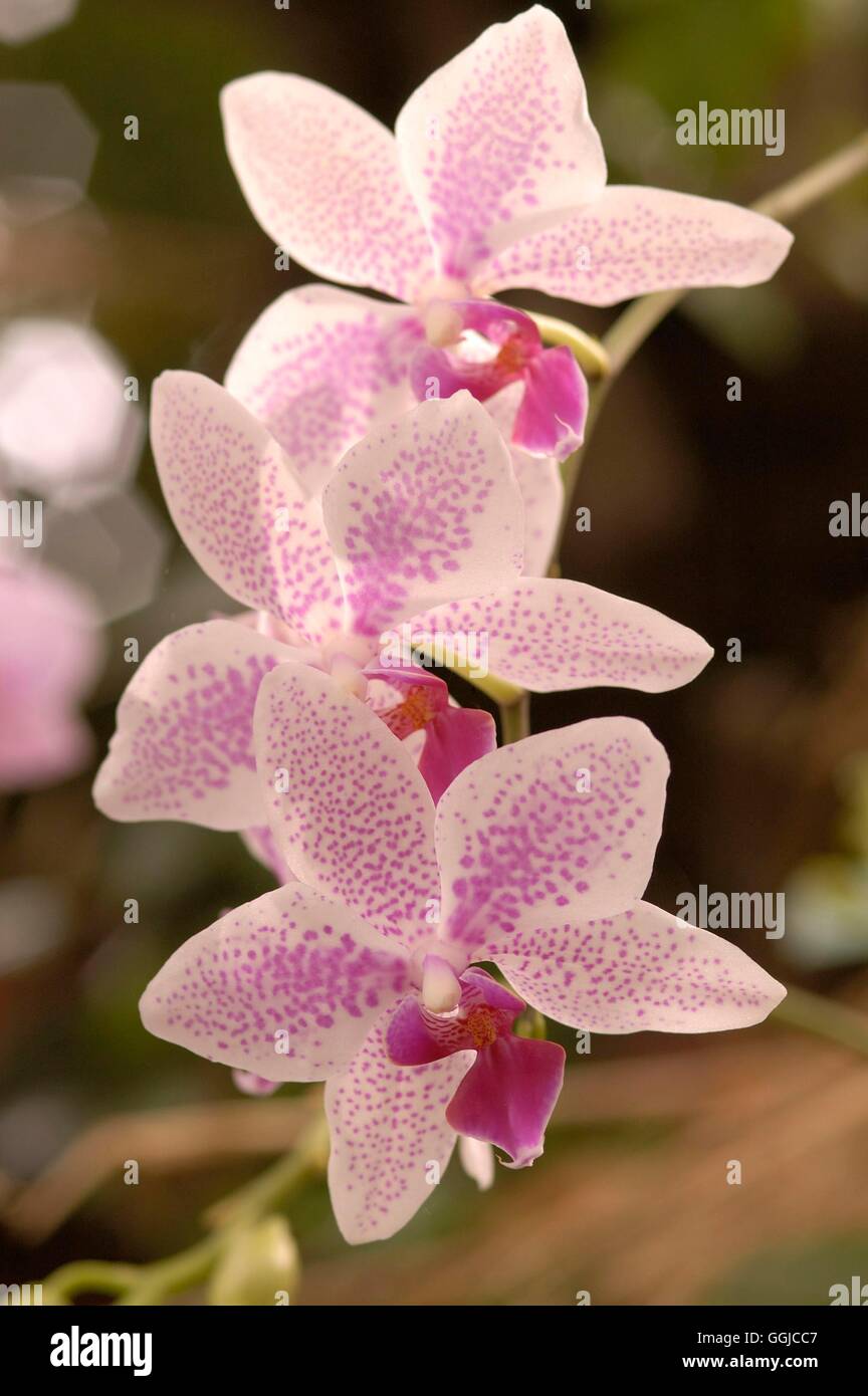Grafin hi-res stock photography and images - Alamy