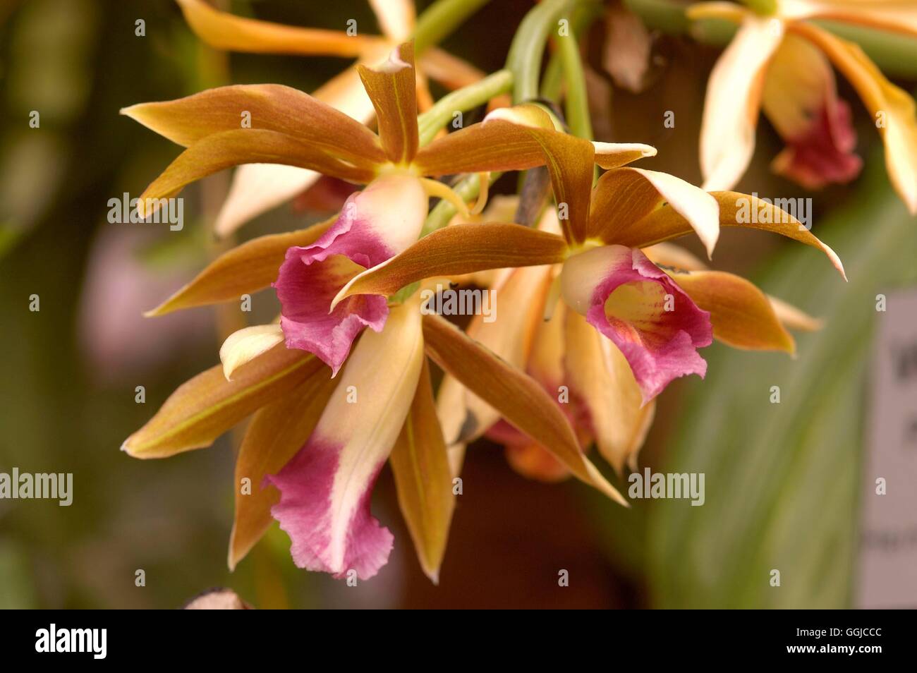 Phaius tankervilliae MIW250210 Stock Photo - Alamy