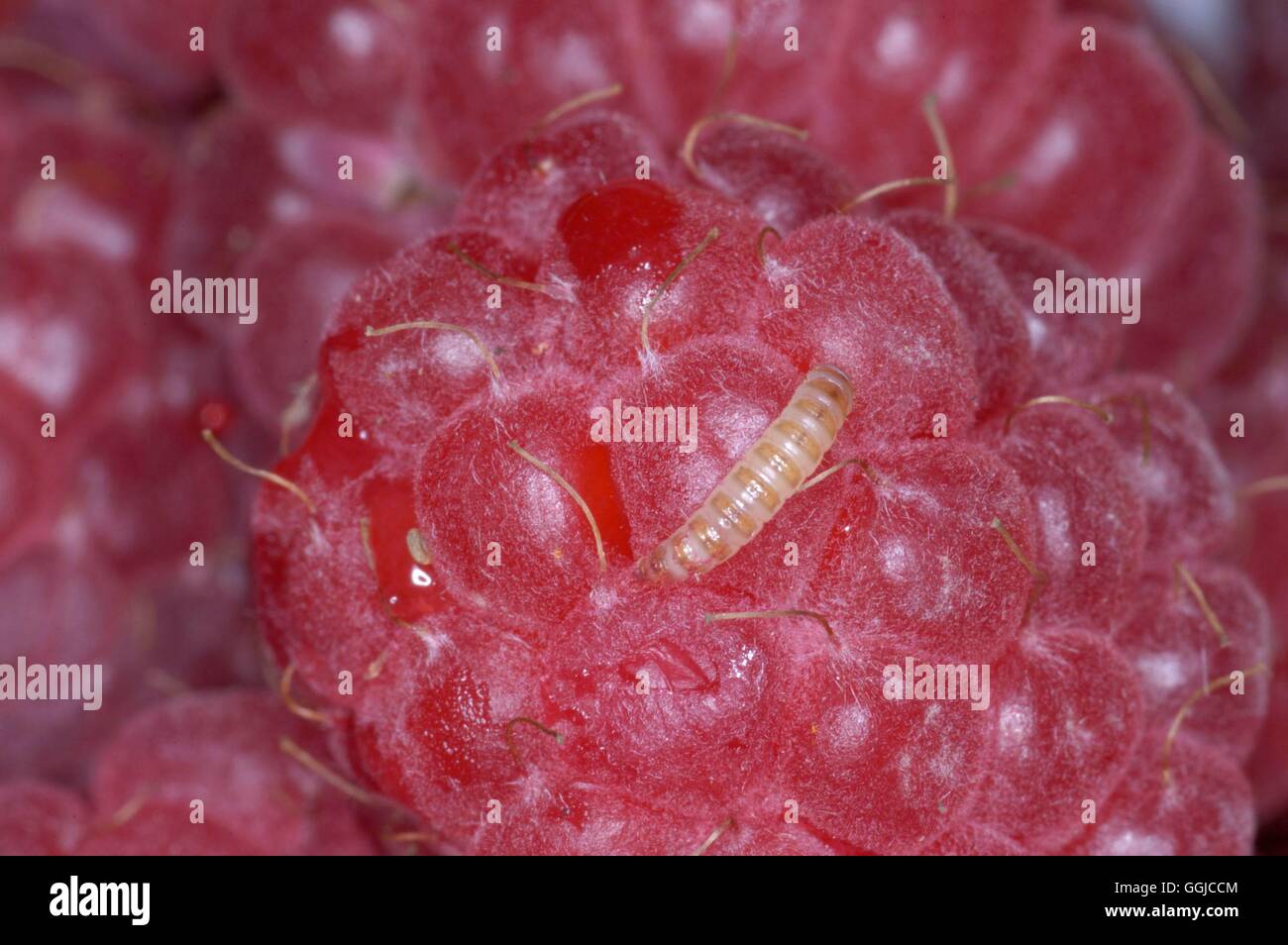 Beetle - Raspberry- larva- - (Byturus tomentosus) MIW250217 Stock Photo ...