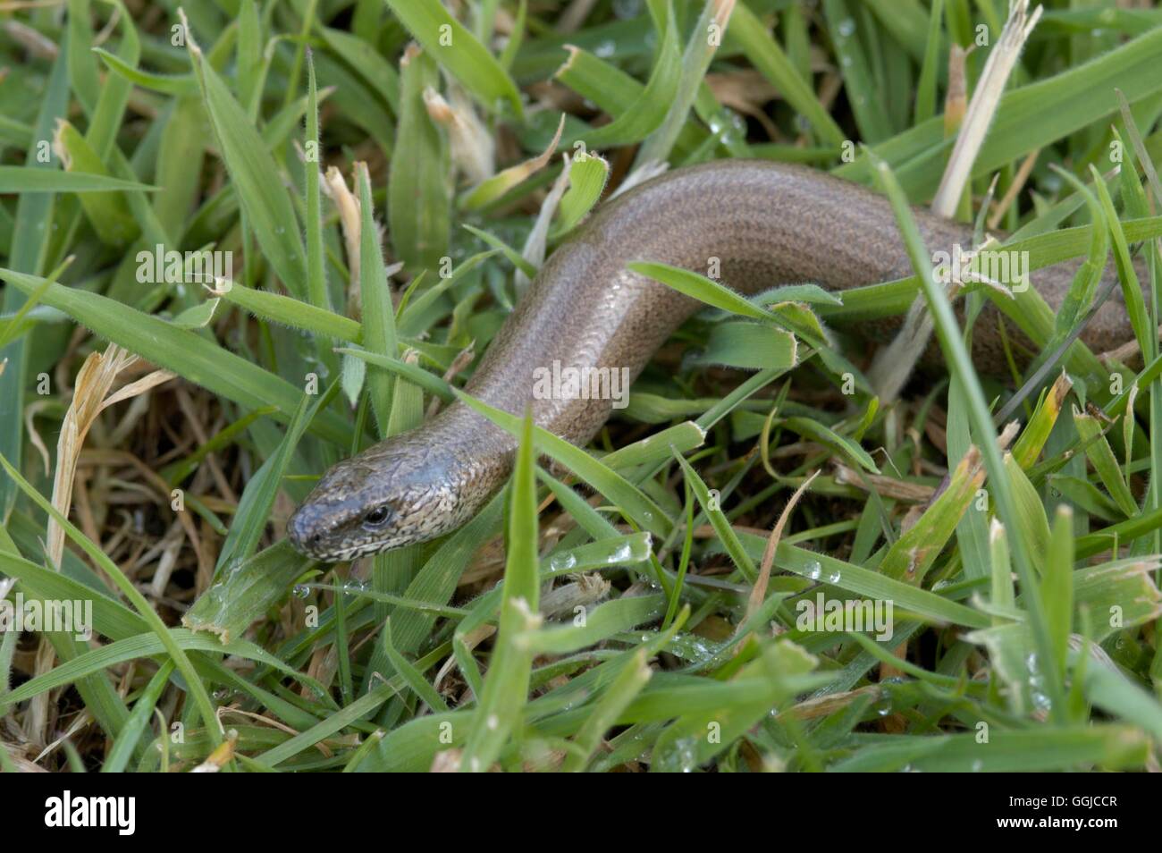 Slow Worm- - (Anguis fragilis) MIW250220 Stock Photo - Alamy
