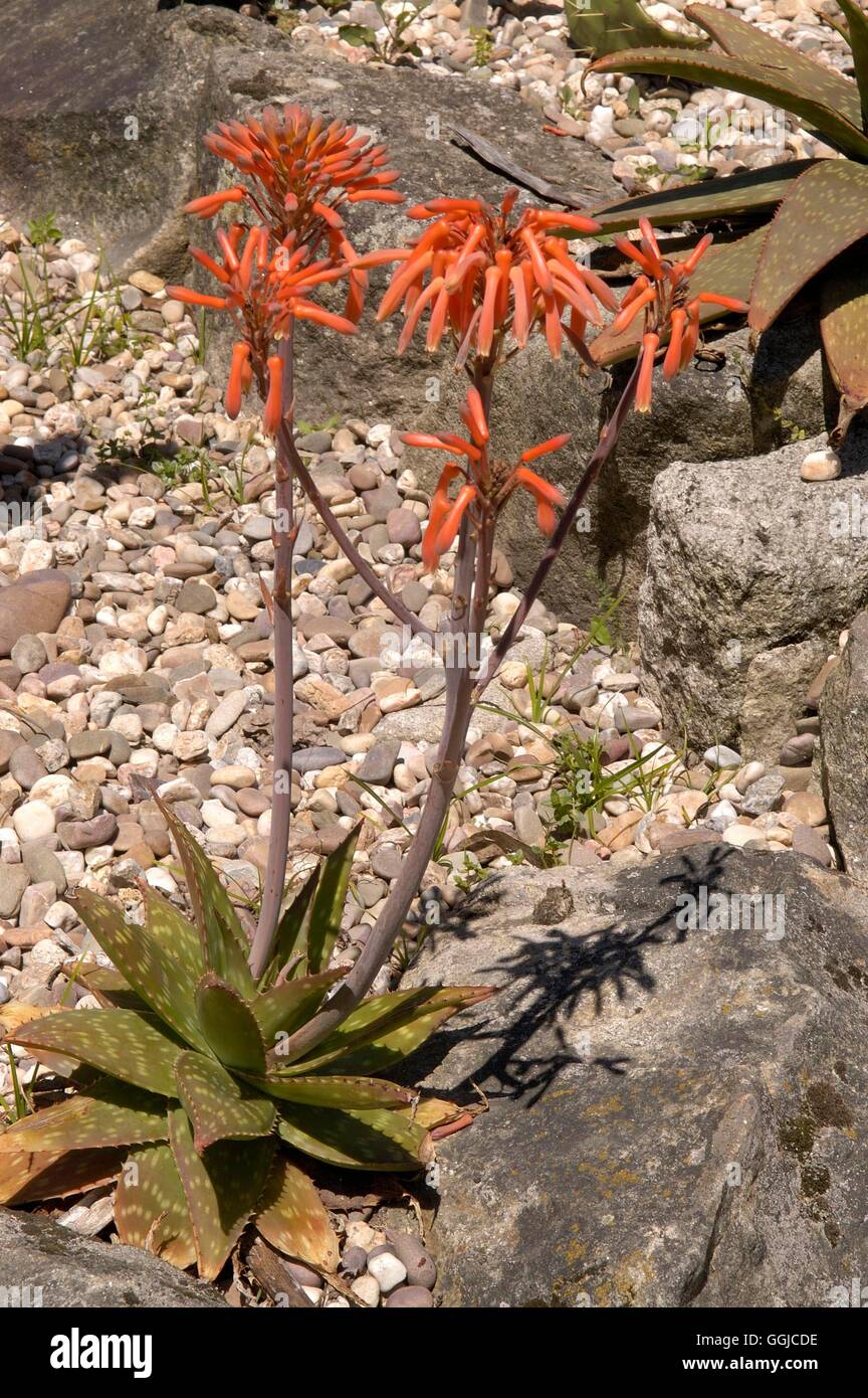 Aloe macrocarpa MIW250237 Stock Photo - Alamy