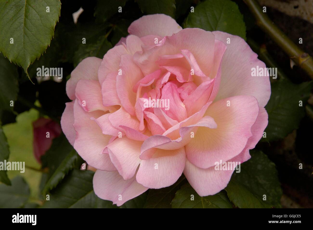 Rosa- 'Lady Waterloo' MIW250252 Stock Photo - Alamy