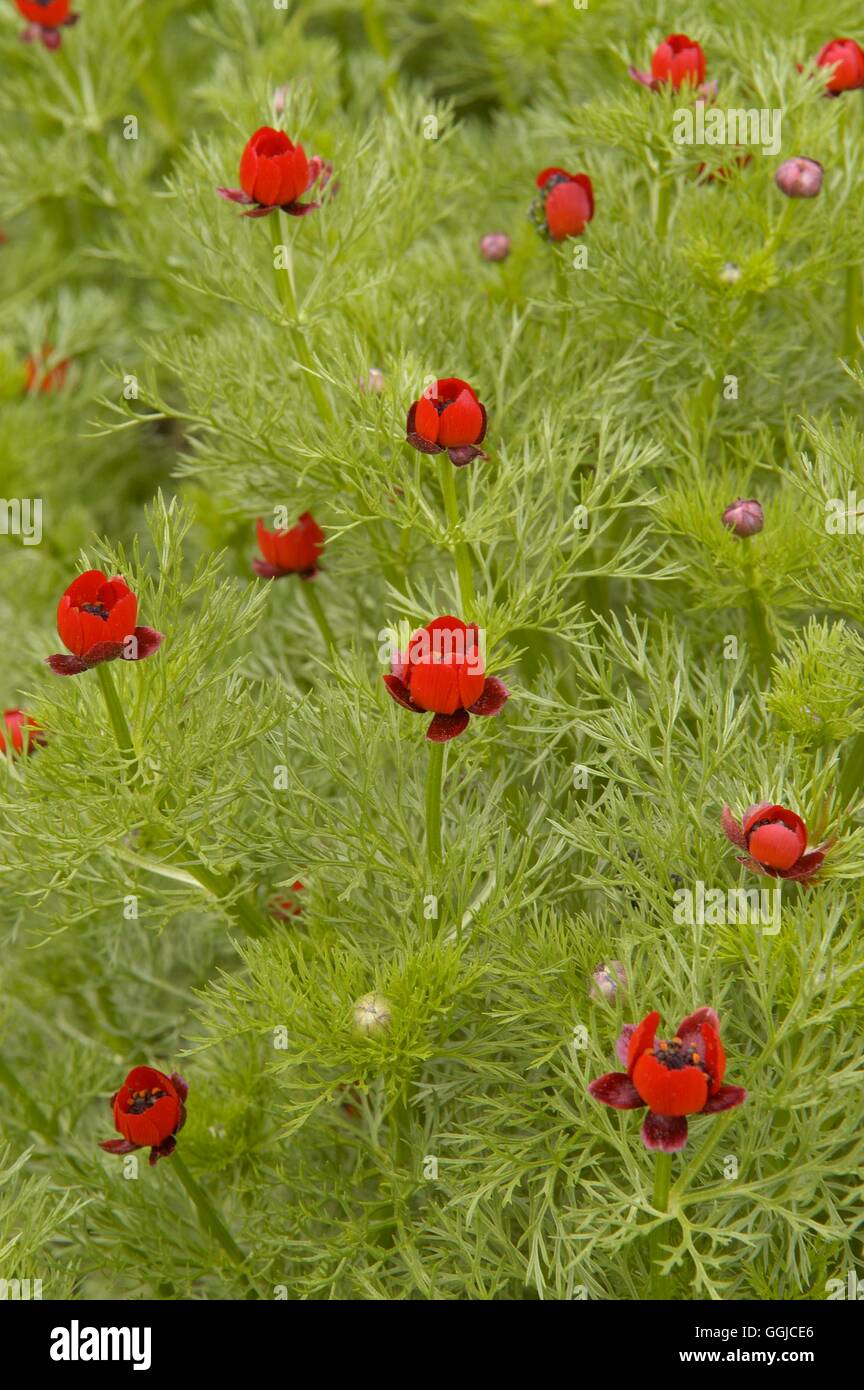 Adonis annua hi-res stock photography and images - Alamy