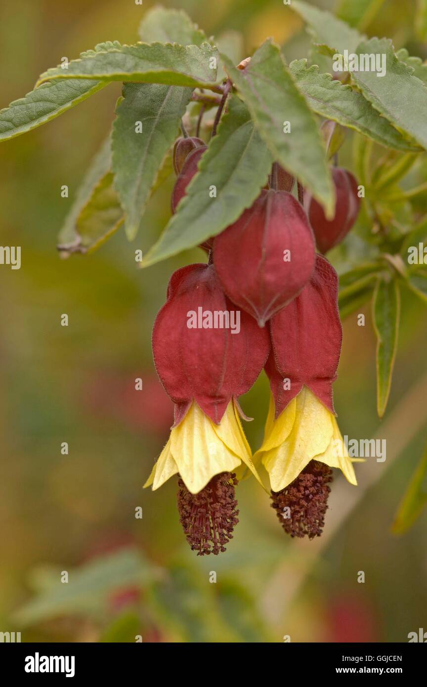 Abutilon hi-res stock photography and images - Alamy