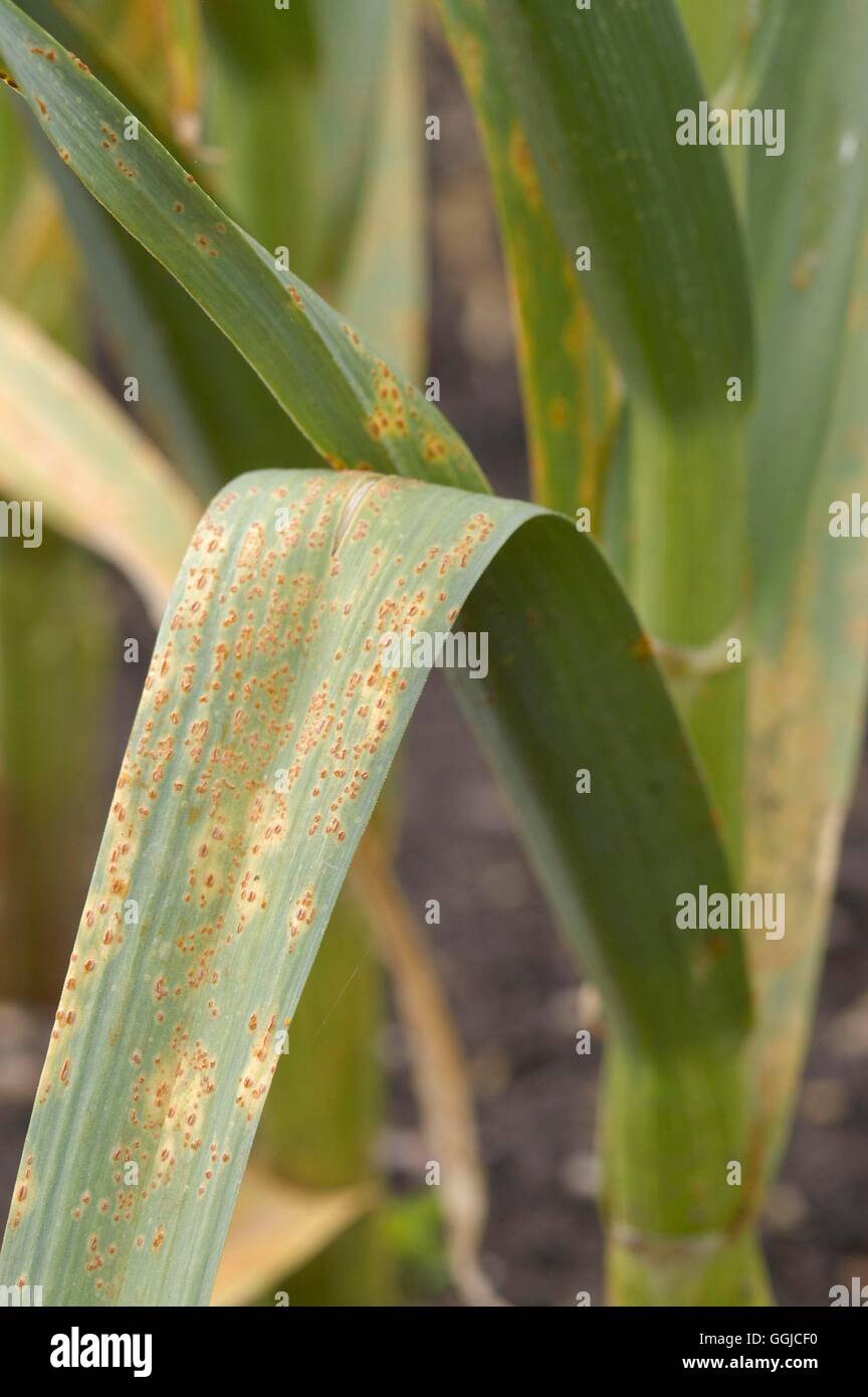 Leek rust hi-res stock photography and images - Alamy