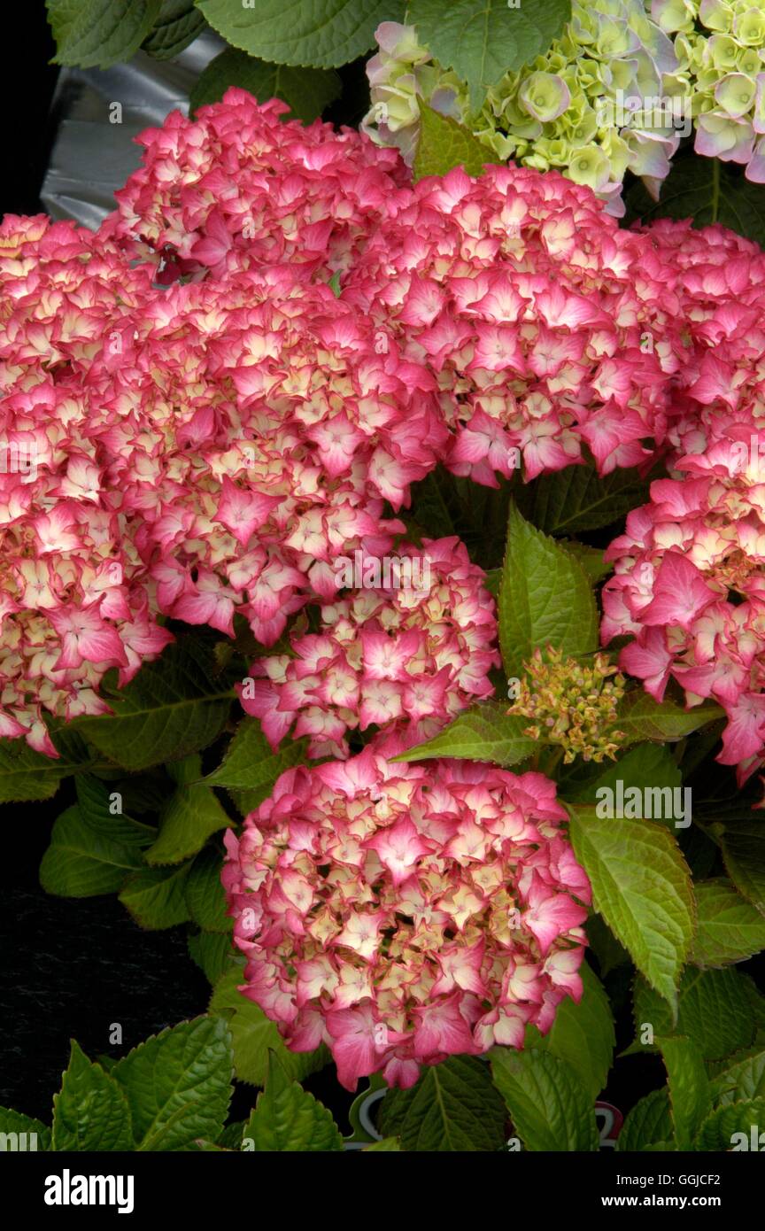 Macrophylla hydrangea hi-res stock photography and images - Alamy