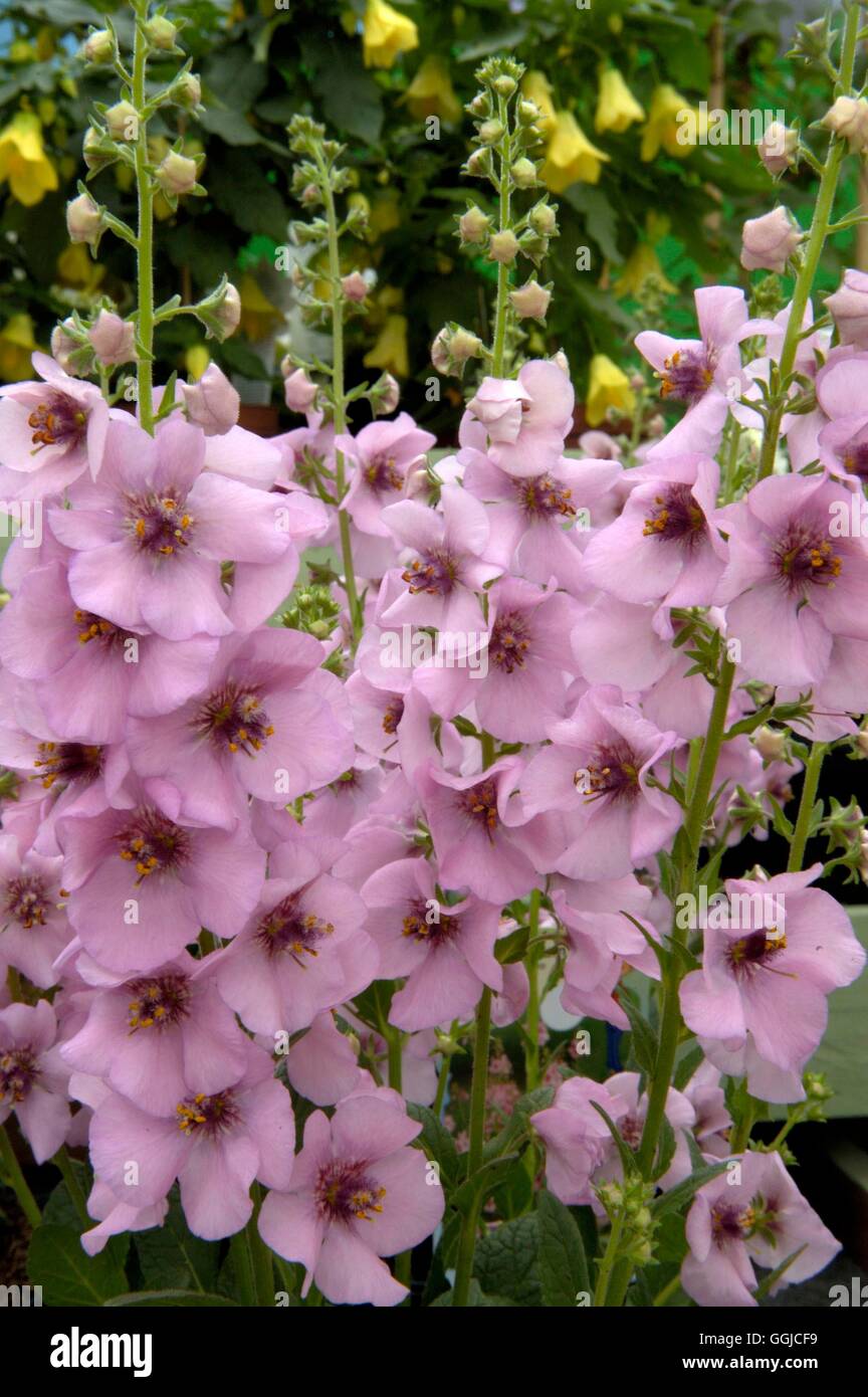 Verbascum- 'Rosie' MIW250278 Stock Photo - Alamy