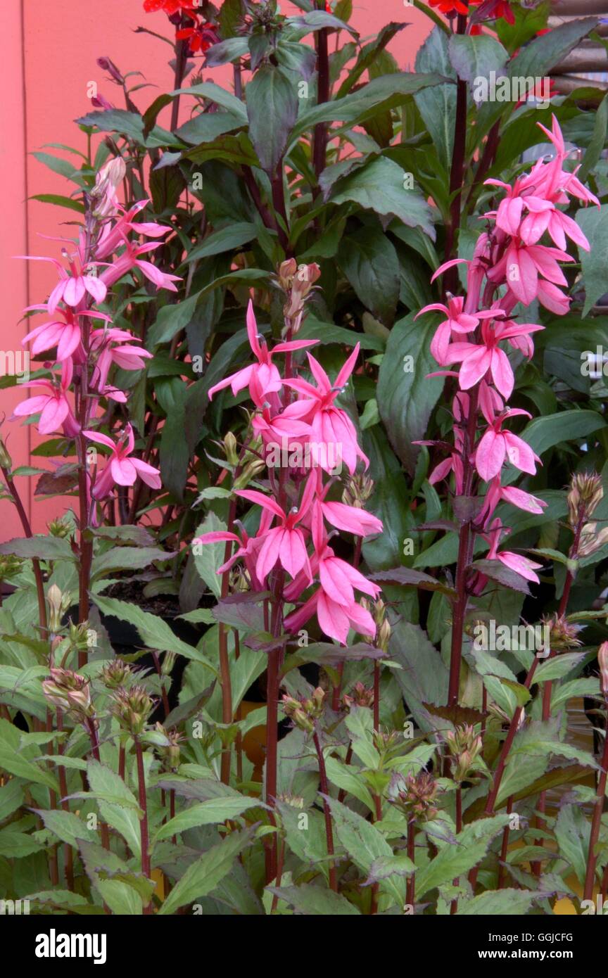 Lobelia fan salmon hi-res stock photography and images - Alamy