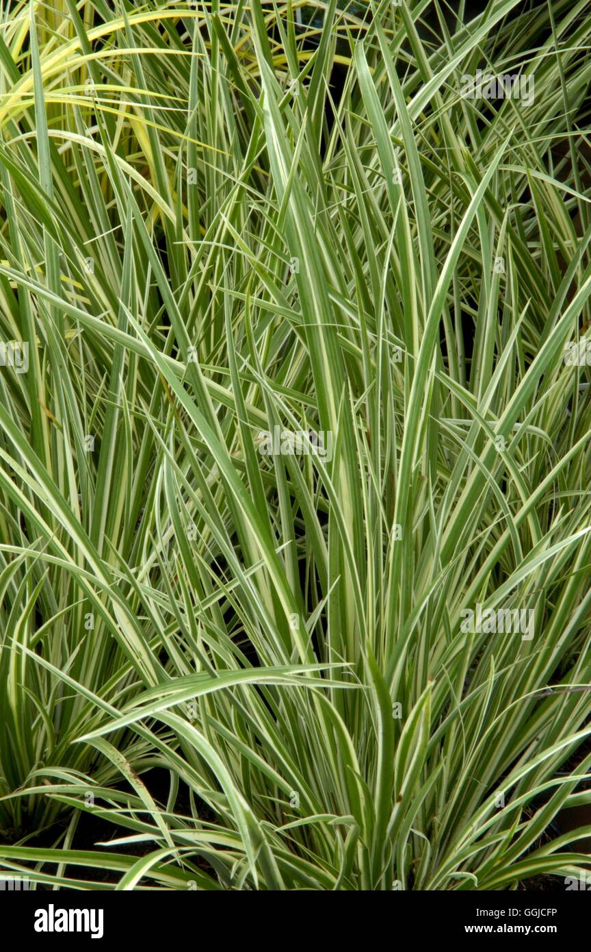 Acorus grammineus - 'Variegatus' MIW250290 Stock Photo - Alamy