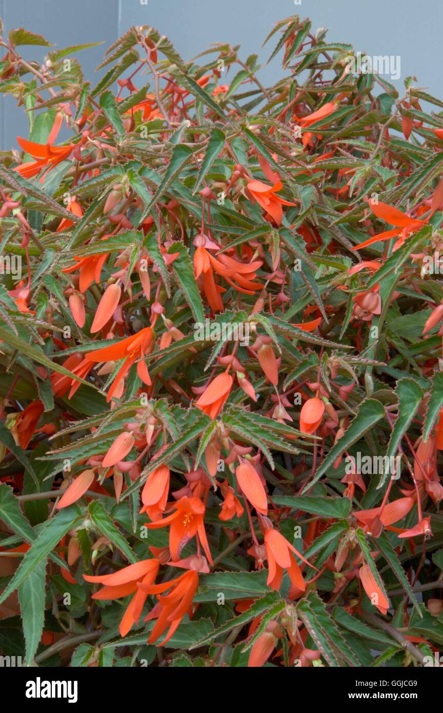 Begonia boliviensis - 'Bonfire' MIW250305 Stock Photo - Alamy