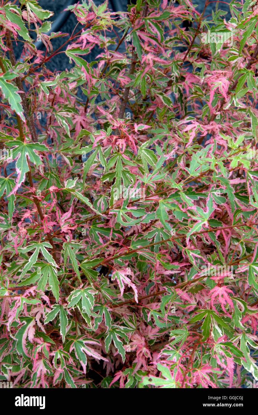 Acer palmatum - 'Taylor' MIW250307 Stock Photo - Alamy