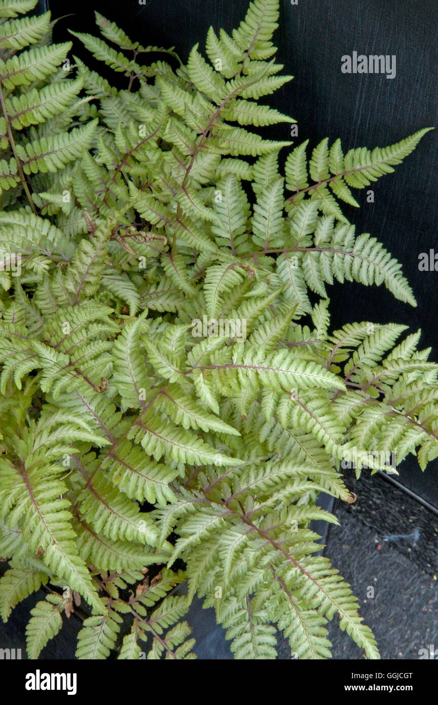 Athyrium niponicum ursula's red hi-res stock photography and images - Alamy