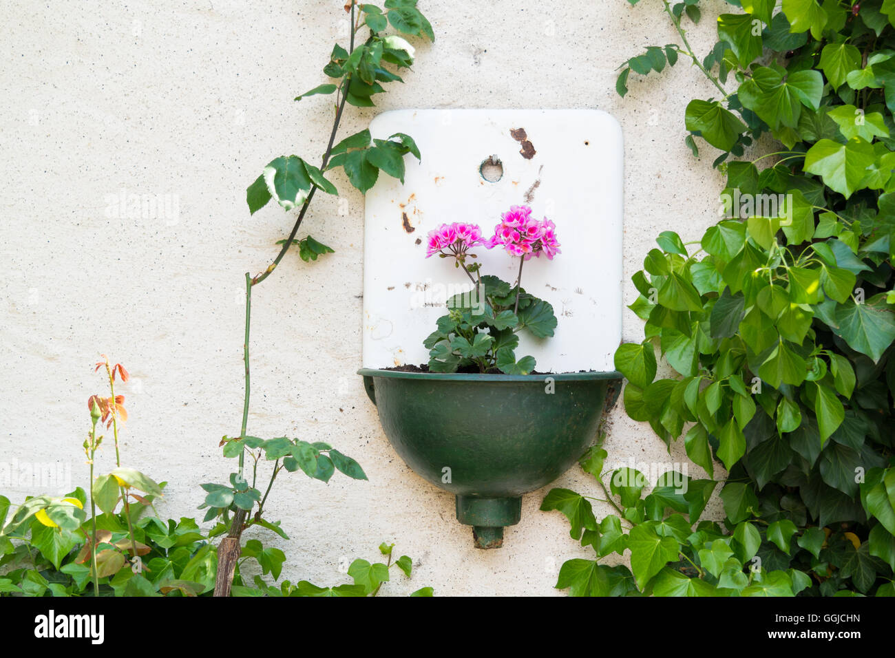 Plants and Geranium with flowers on wall of house in Rossatz, Wachau ...