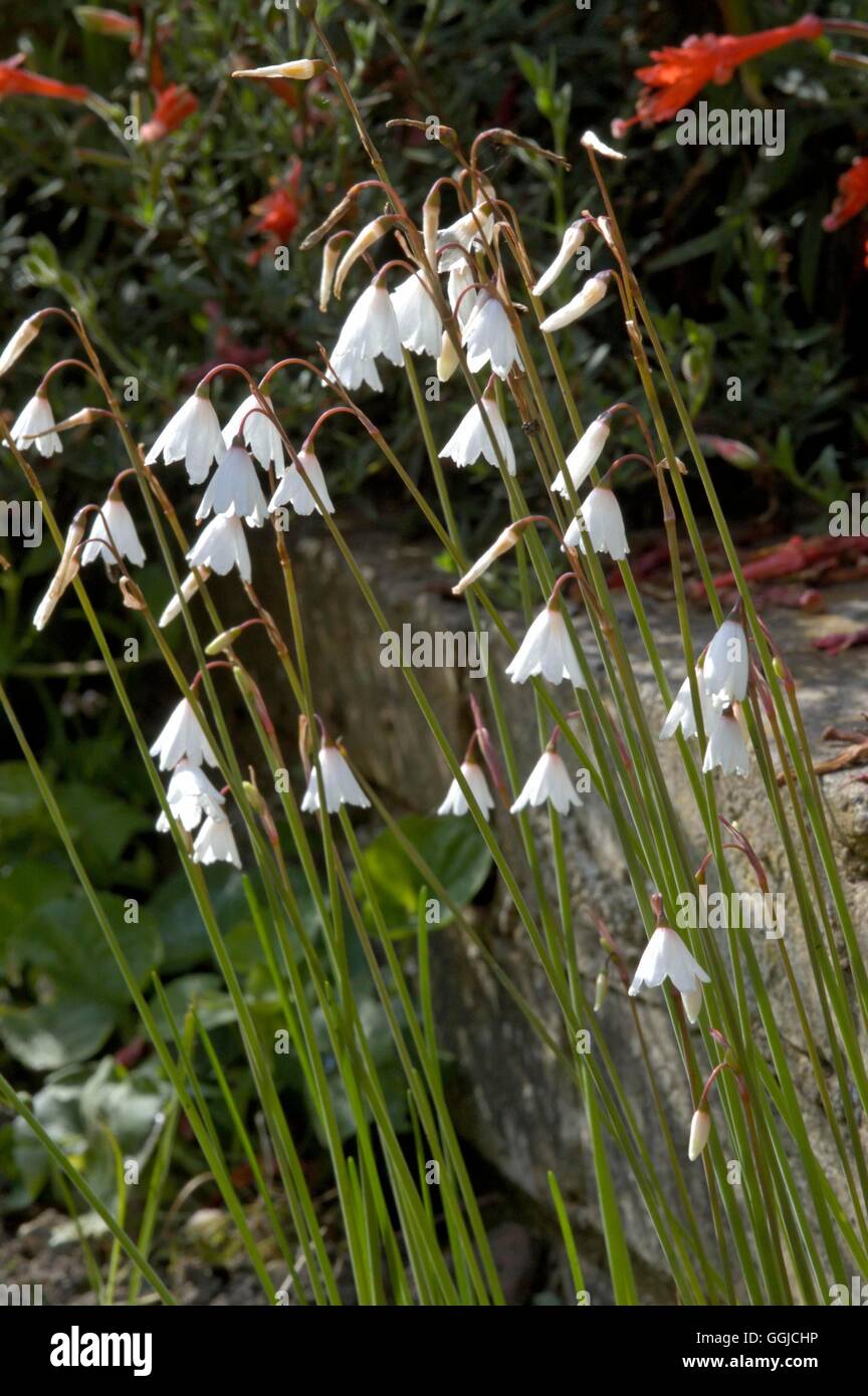 Leucojum autumnale MIW250343 Stock Photo - Alamy