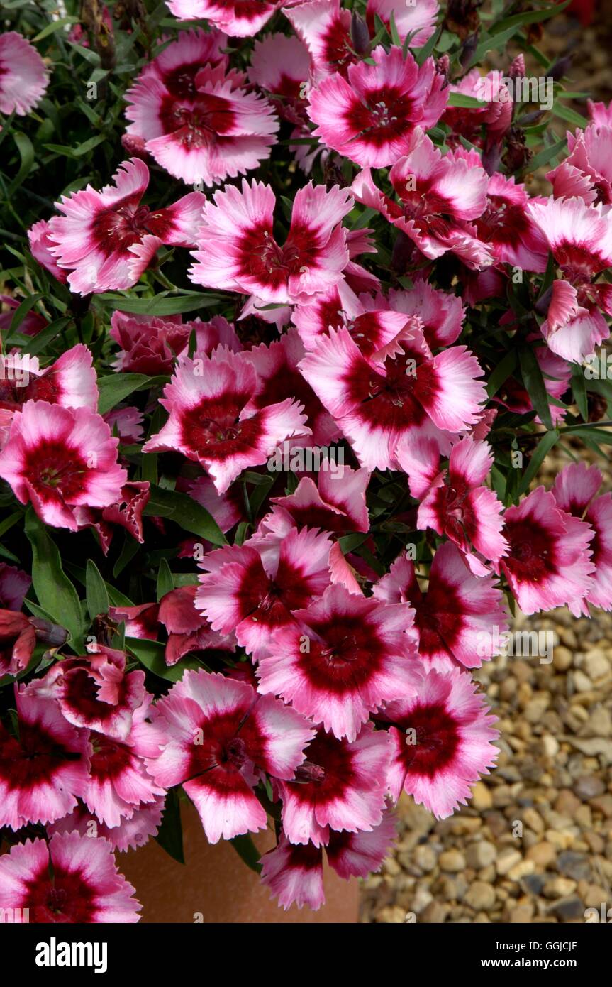Dianthus chinensis- F1 'Raspberry Parfait' MIW250360 Stock Photo - Alamy
