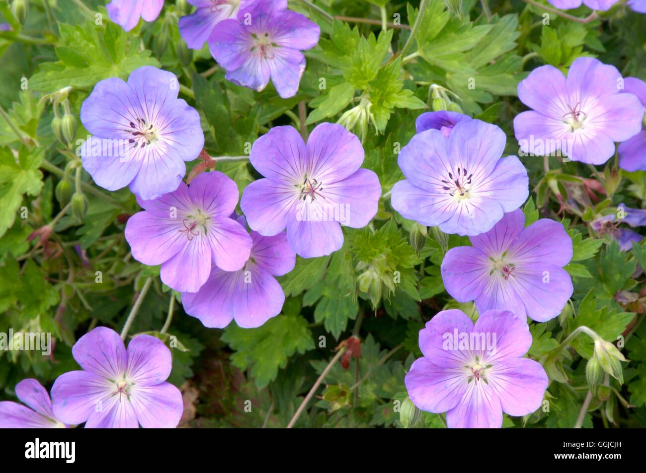 Hardy geranium rozanne hi-res stock photography and images - Alamy