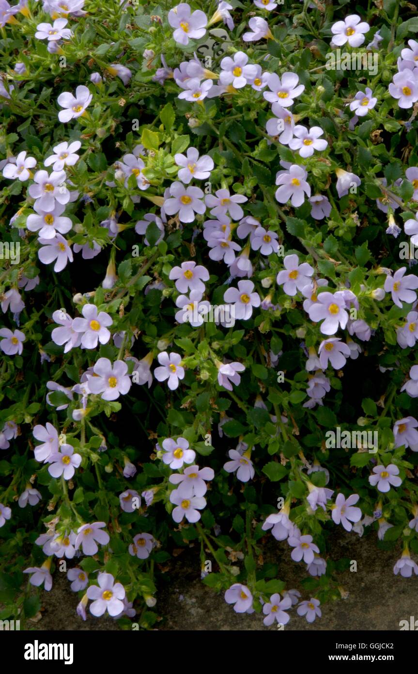 Sutera- 'Gulliver Lavender'- - (Syn Bacopa) MIW250372 Stock Photo - Alamy