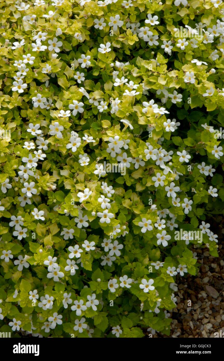 White bacopa hi-res stock photography and images - Alamy