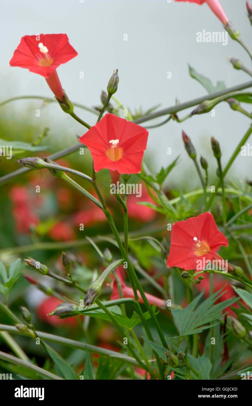 Ipomoea x multifida cardinal climber hi-res stock photography and ...
