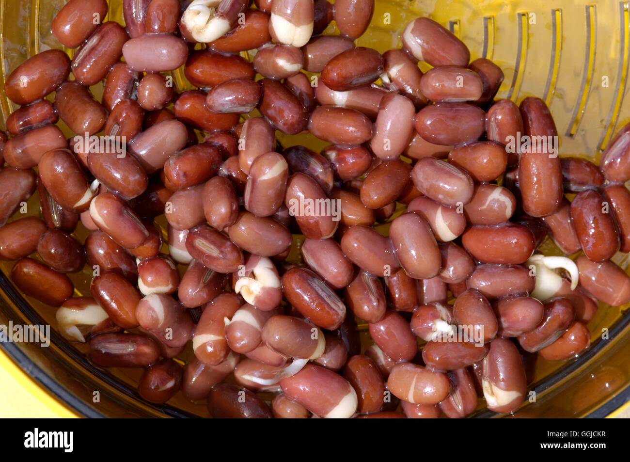 Vigna angularis hi-res stock photography and images - Alamy