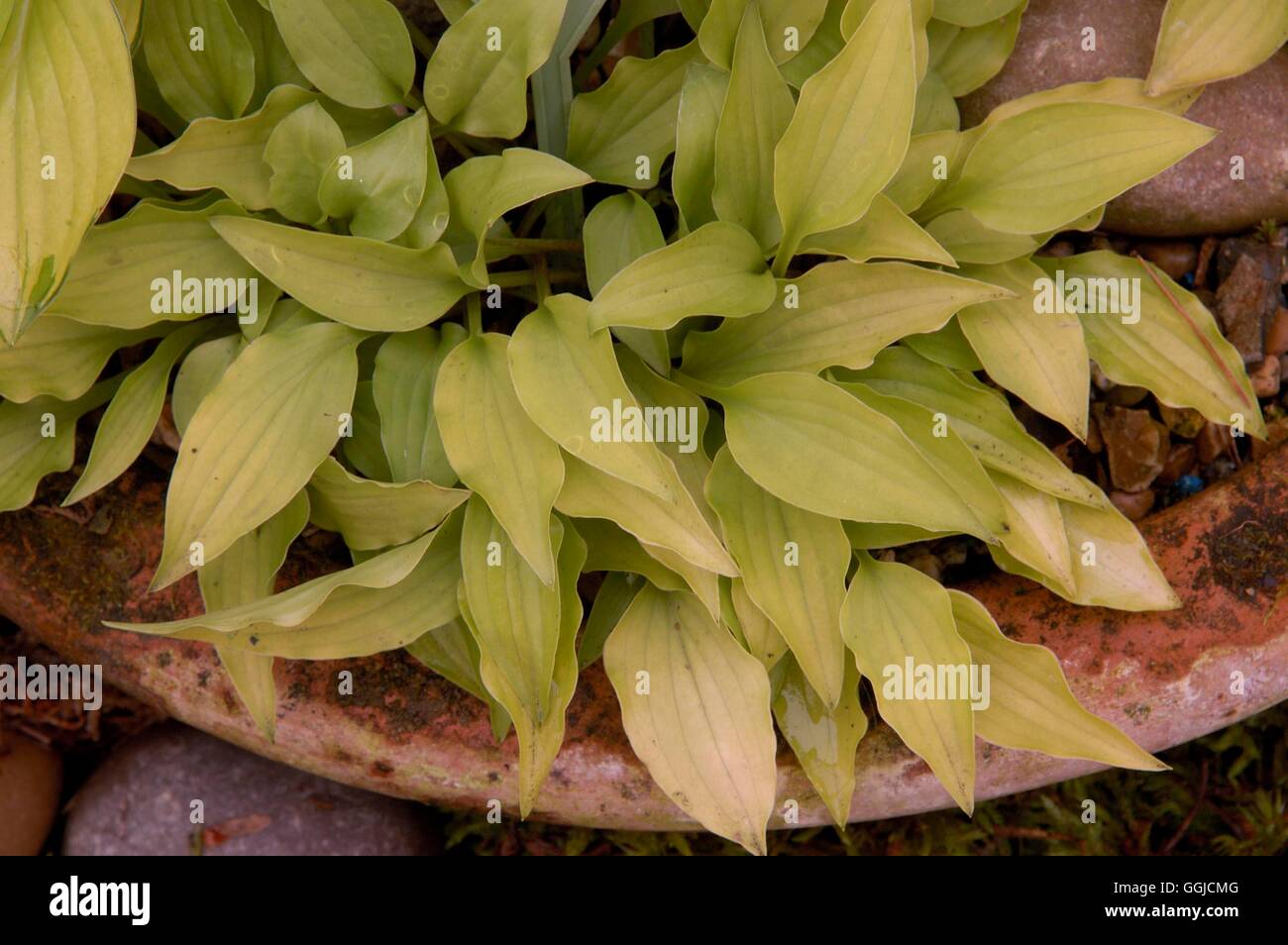 Hosta- 'Yellow Boa' MIW250406 Stock Photo - Alamy