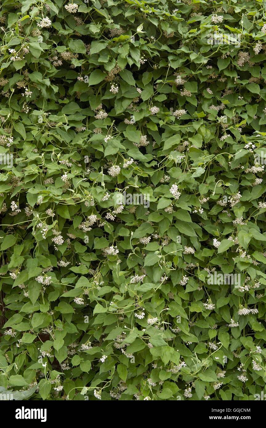 Wattakaka sinensis hi-res stock photography and images - Alamy