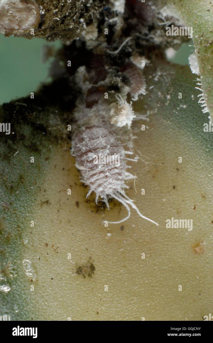 Pseudococcus hi-res stock photography and images - Alamy