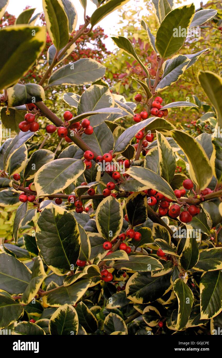 Ilex x altaclerensis hi-res stock photography and images - Alamy