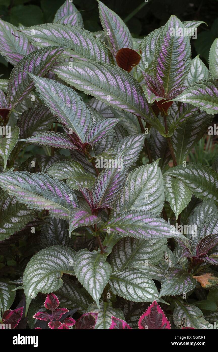 Strobilanthes dyerianus- - Persian Shield MIW250456 Stock Photo - Alamy