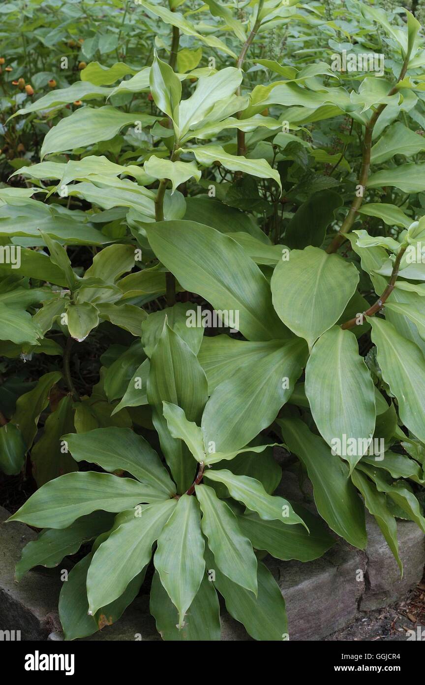 Insulin Tree Uses - Madinotes