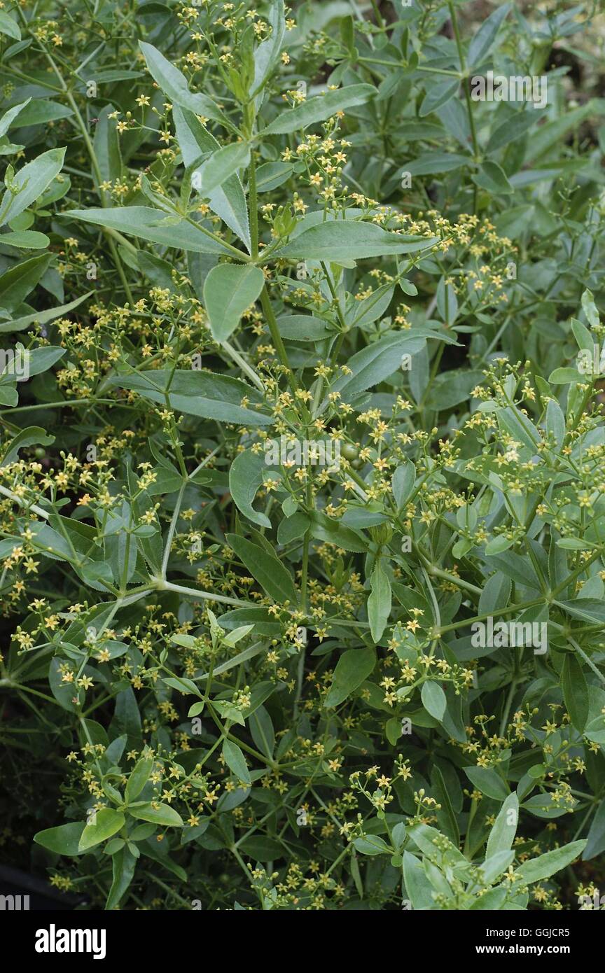 Madder- - (Rubia tinctorium) MIW250460 Stock Photo - Alamy