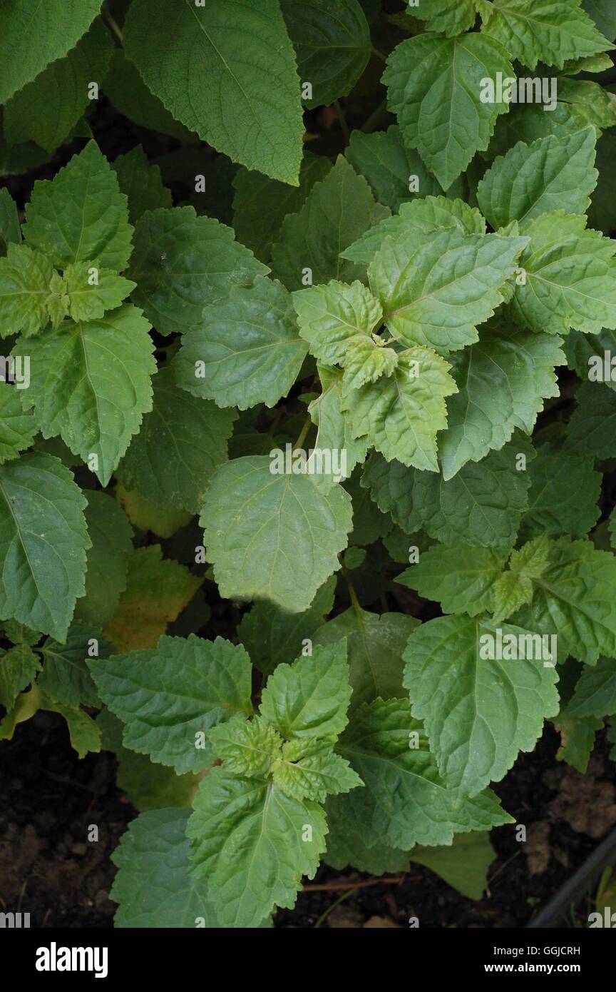 Patchouli- - (Pogostemon cablin) MIW250469 Stock Photo - Alamy